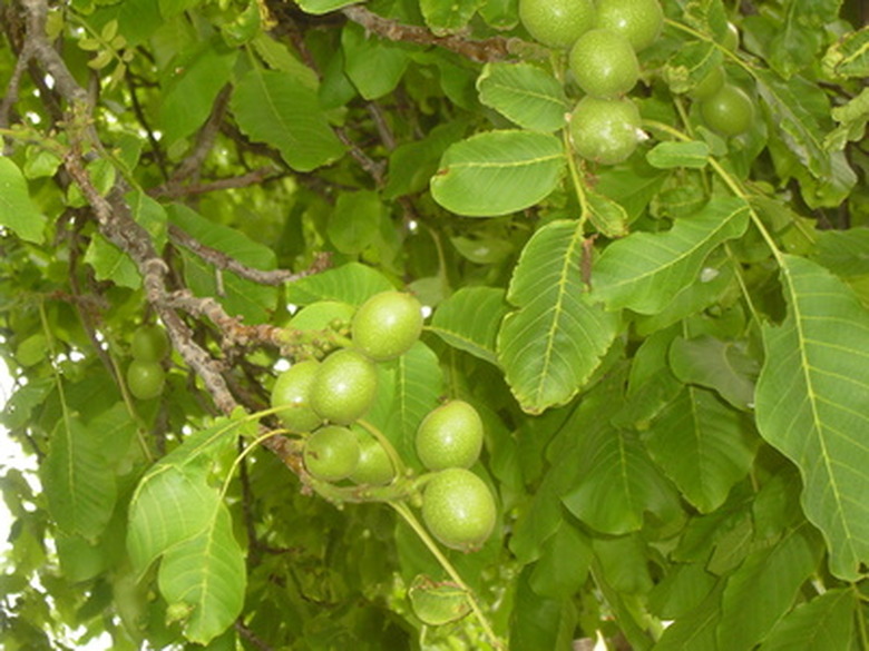 How To Start A Walnut Tree From A Cutting