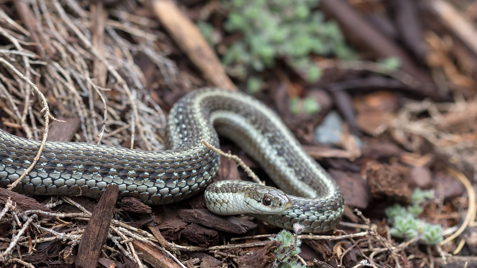 11 Sneaky Things That Are Attracting Snakes To Your Garden