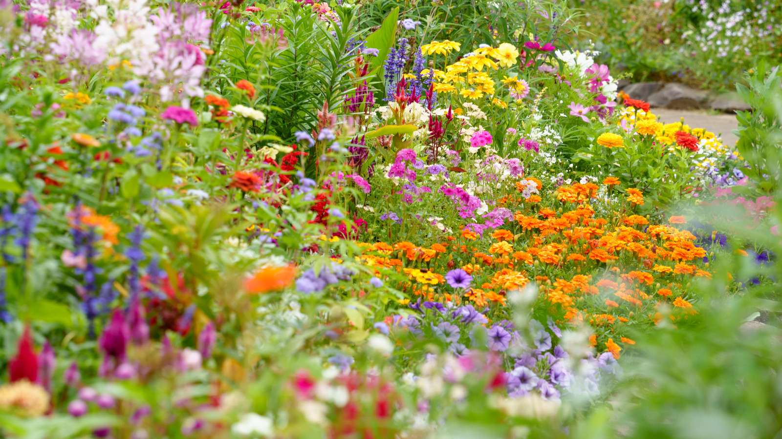 5 Beautiful Flowers That Are Almost Impossible To Kill