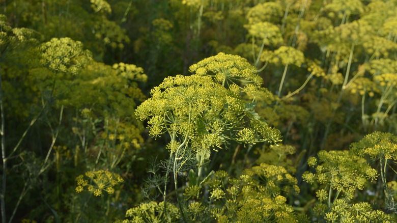 7 Flowers The Old Farmer's Almanac Suggests Growing From Seed For A ...