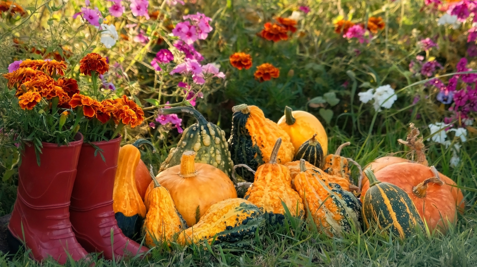 Add Color To A Fall Garden With A Vibrant Annual Flower Pollinators Love