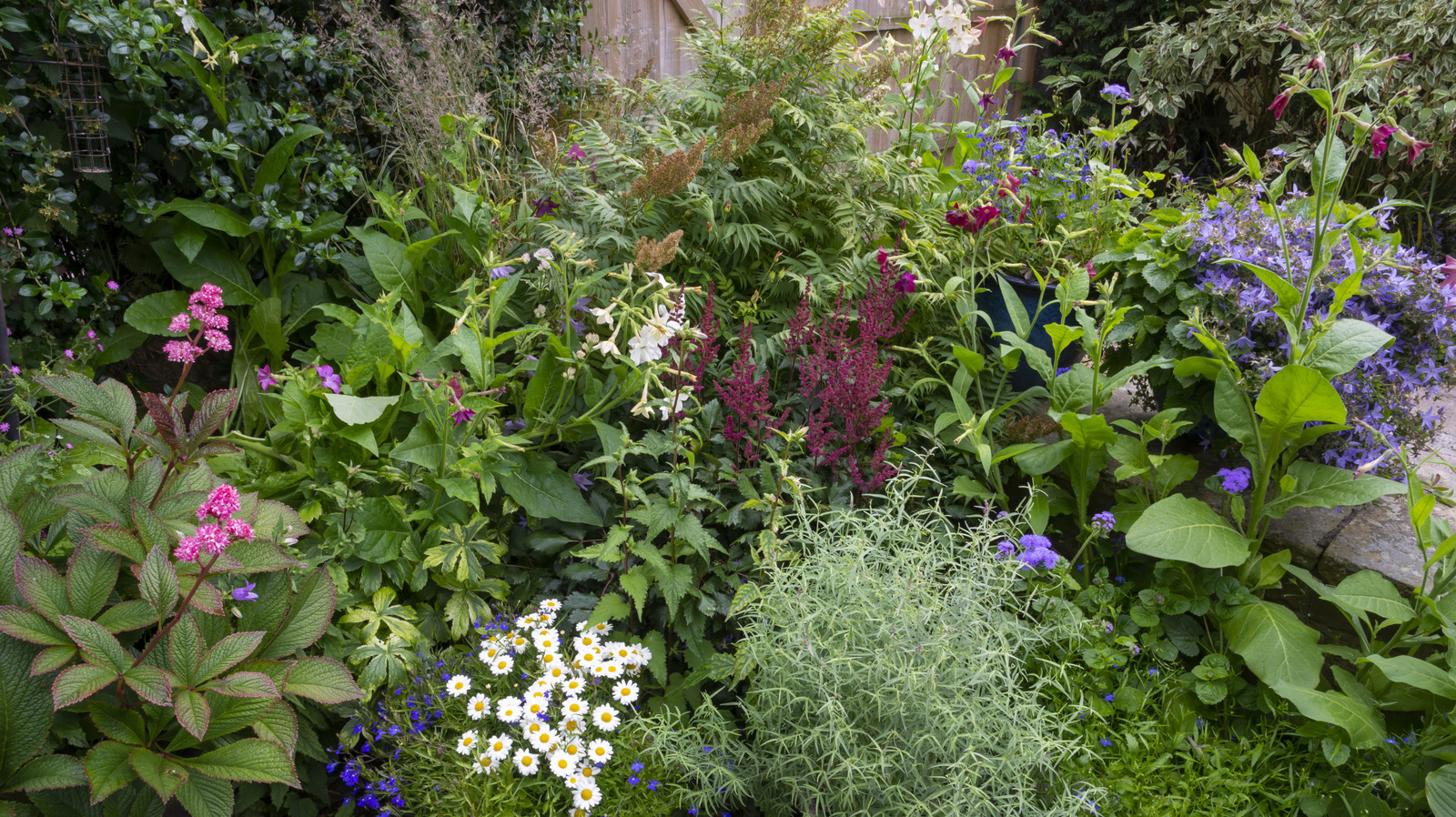 Add Color To A Shade Garden With A Flower Pollinators Can't Get Enough Of