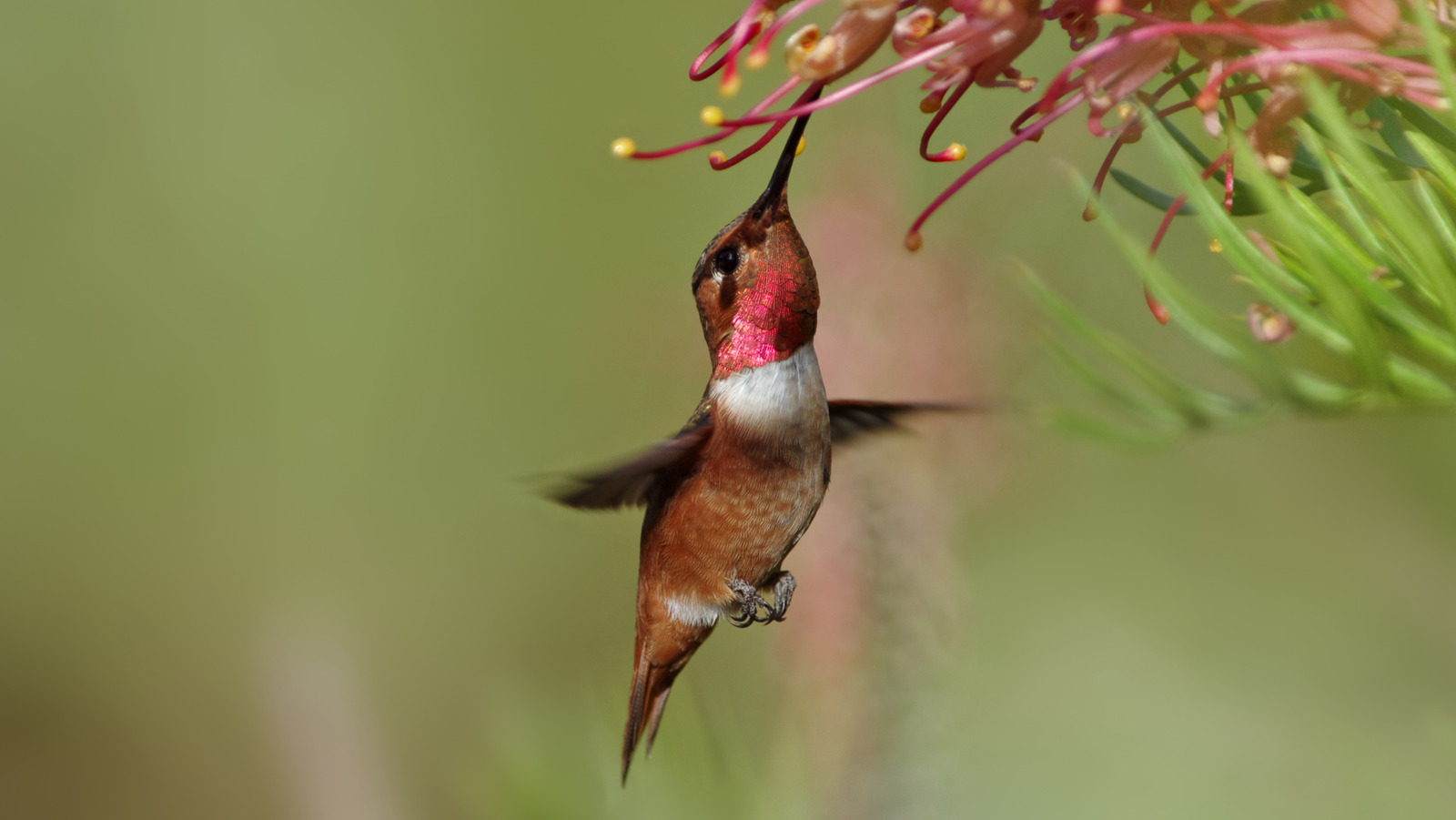 Bring A Tropical Vibe To Your Garden With A Red Flower Hummingbirds Love