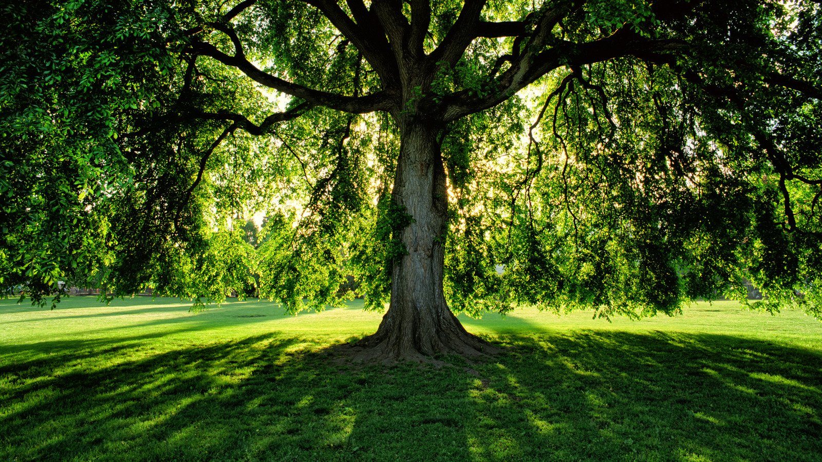 Cool Down Your Yard By Planting This Stunning, Fast-Growing Shade Tree