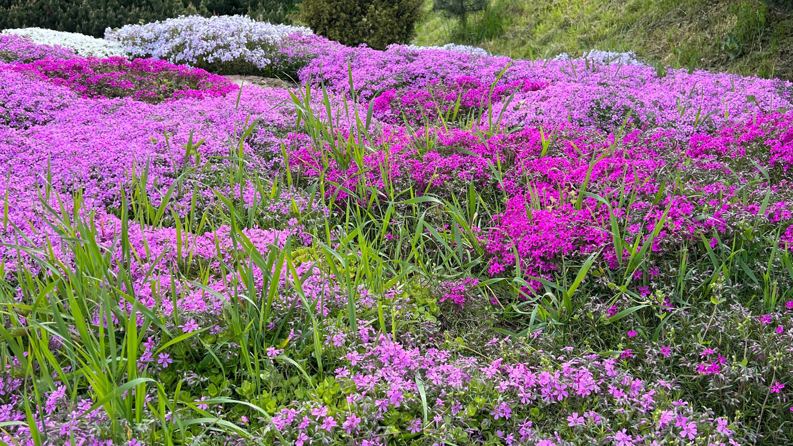 Creeping Phlox Is The Gorgeous Purple Ground Cover That Butterflies Adore