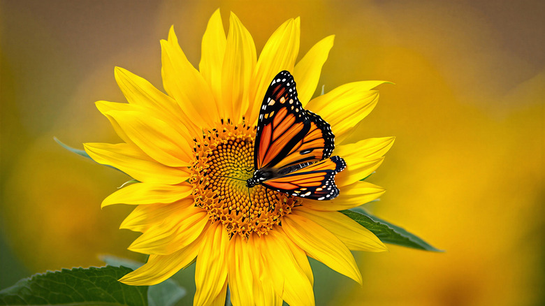 5 Beautiful Flowers That Are Almost Impossible To Kill