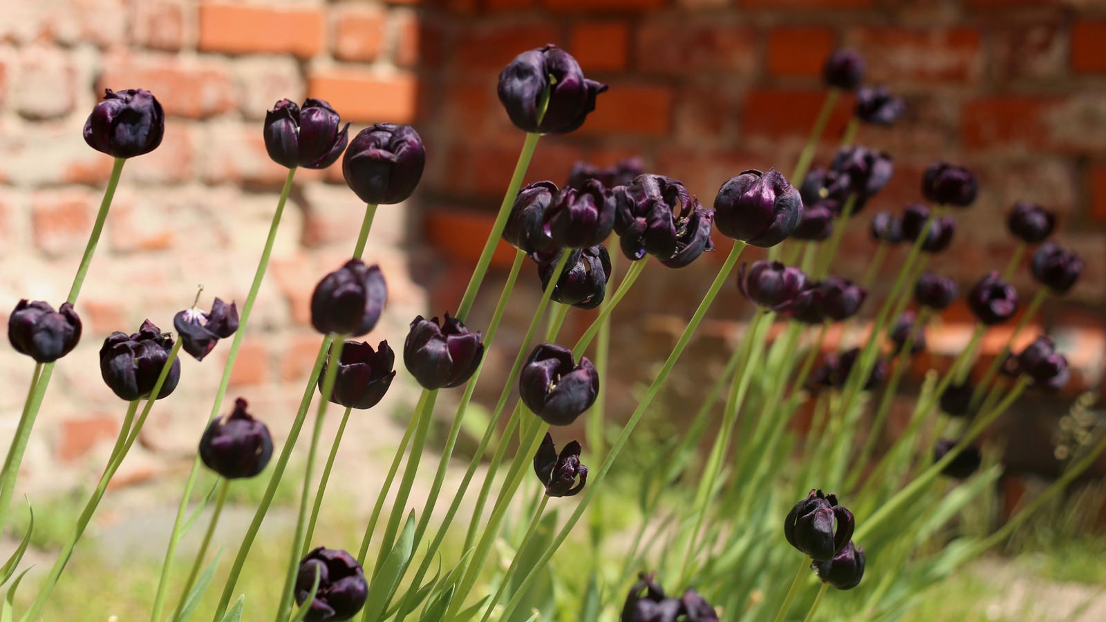 How To Create A Striking Goth Garden In Your Yard