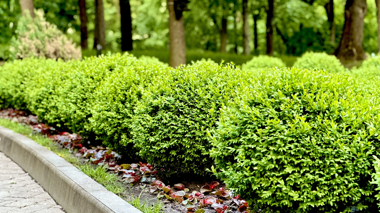 How To Prevent Boxwoods From Being Destroyed By This Invasive Pest