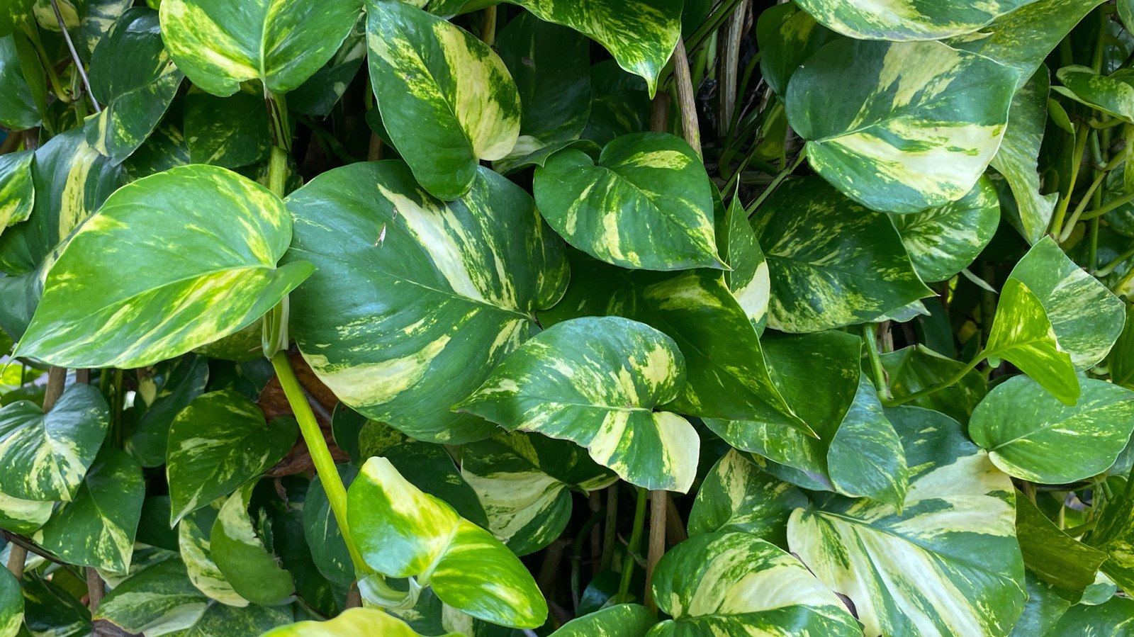 How To Stake Your Pothos For A Healthier Houseplant