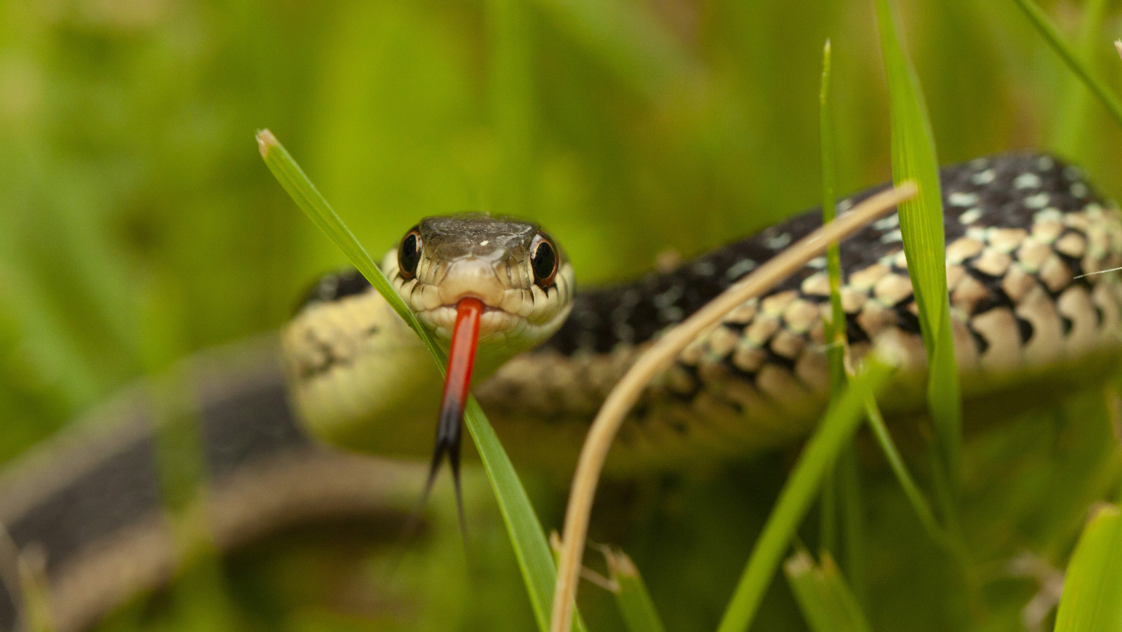 Prevent Snakes From Hiding Out In Your Yard With One Essential Task