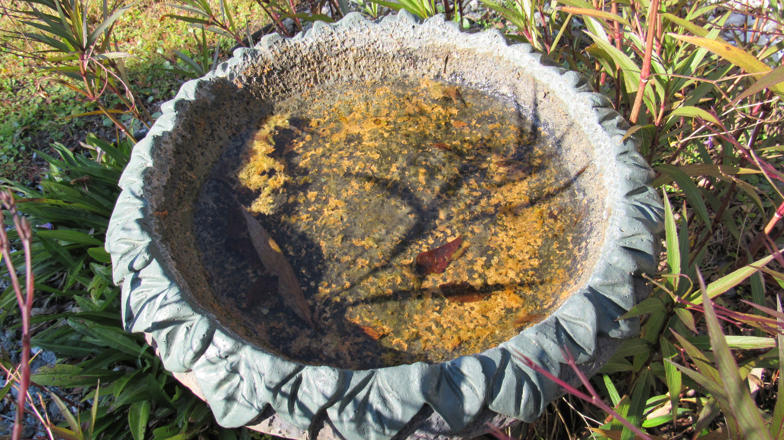 Stop Algae From Building Up In A Bird Bath With An Essential Household ...