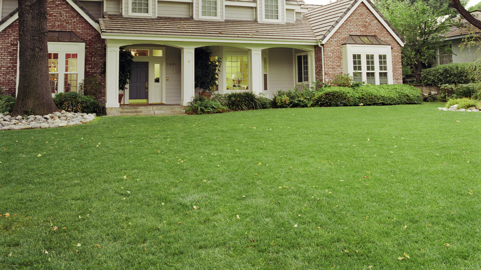Swap Your Regular Grass For This Purple-Blooming Ground Cover