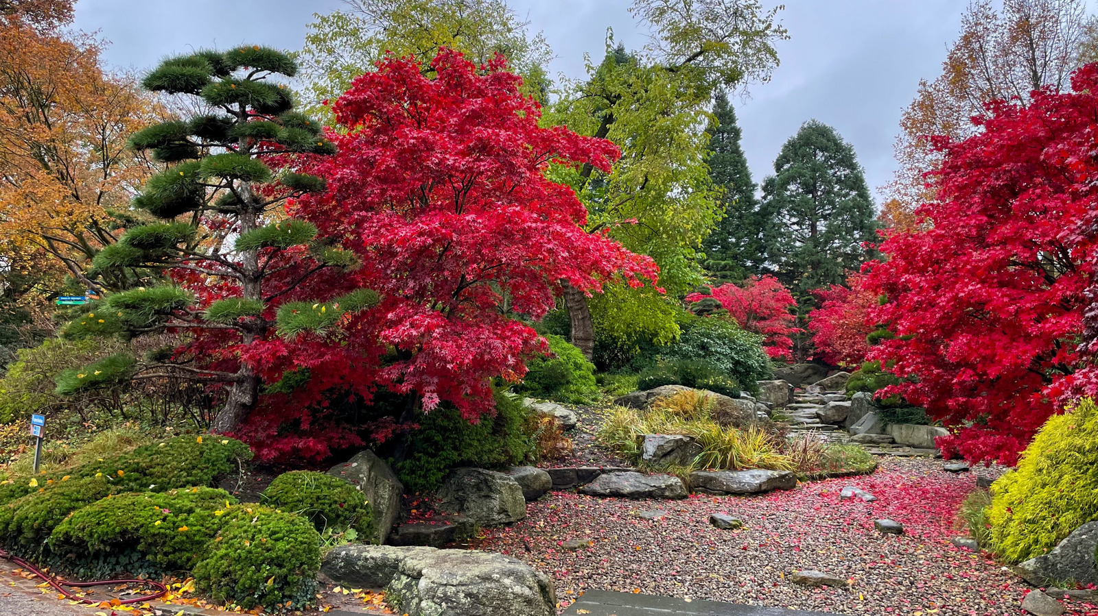 Why Fall Is A Great Time Of Year To Plant A Maple Tree