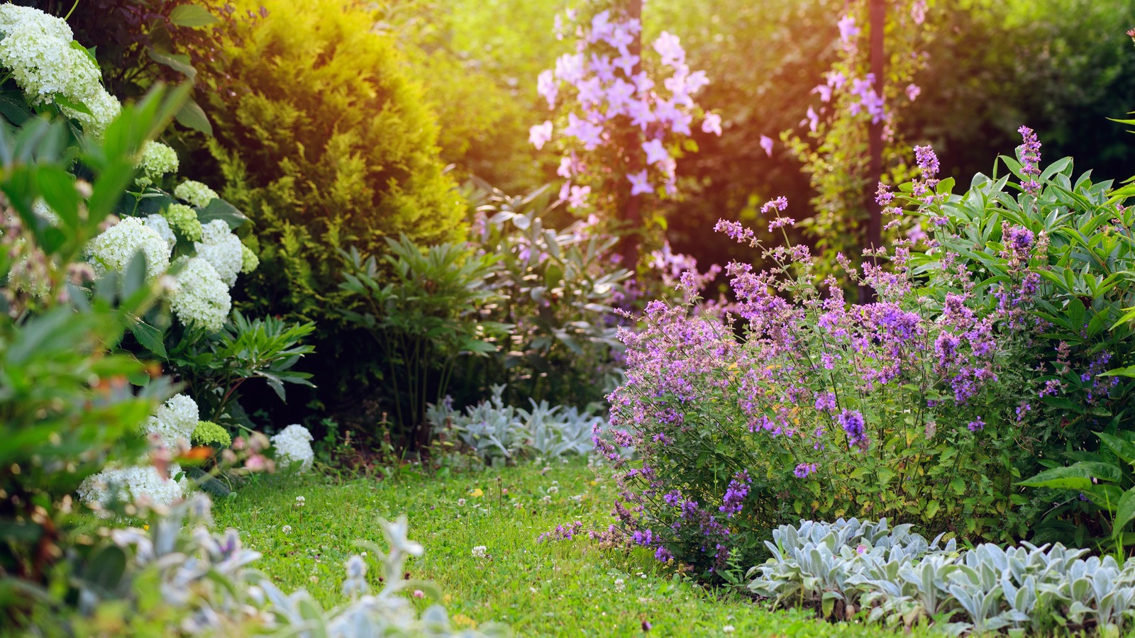 The Cheery Flowering Perennial That Will Elevate Your Patchy Garden