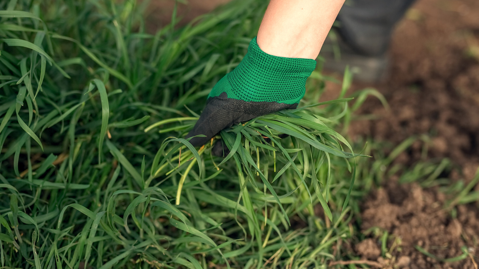 The Clever Trick That Will Keep Grass From Taking Over Your Flower Beds