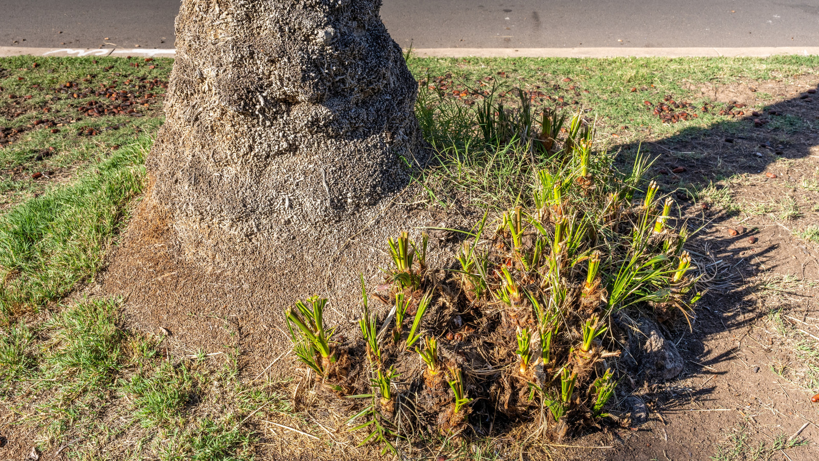 The Cute Plants You Don't Want To See Growing At The Base Of Your Tree