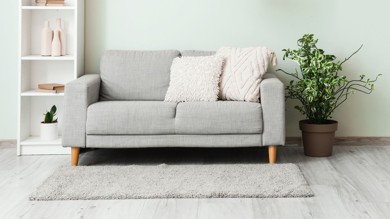 The Gorgeous Tree That You Can Grow Indoors And Even Tolerates Low Light