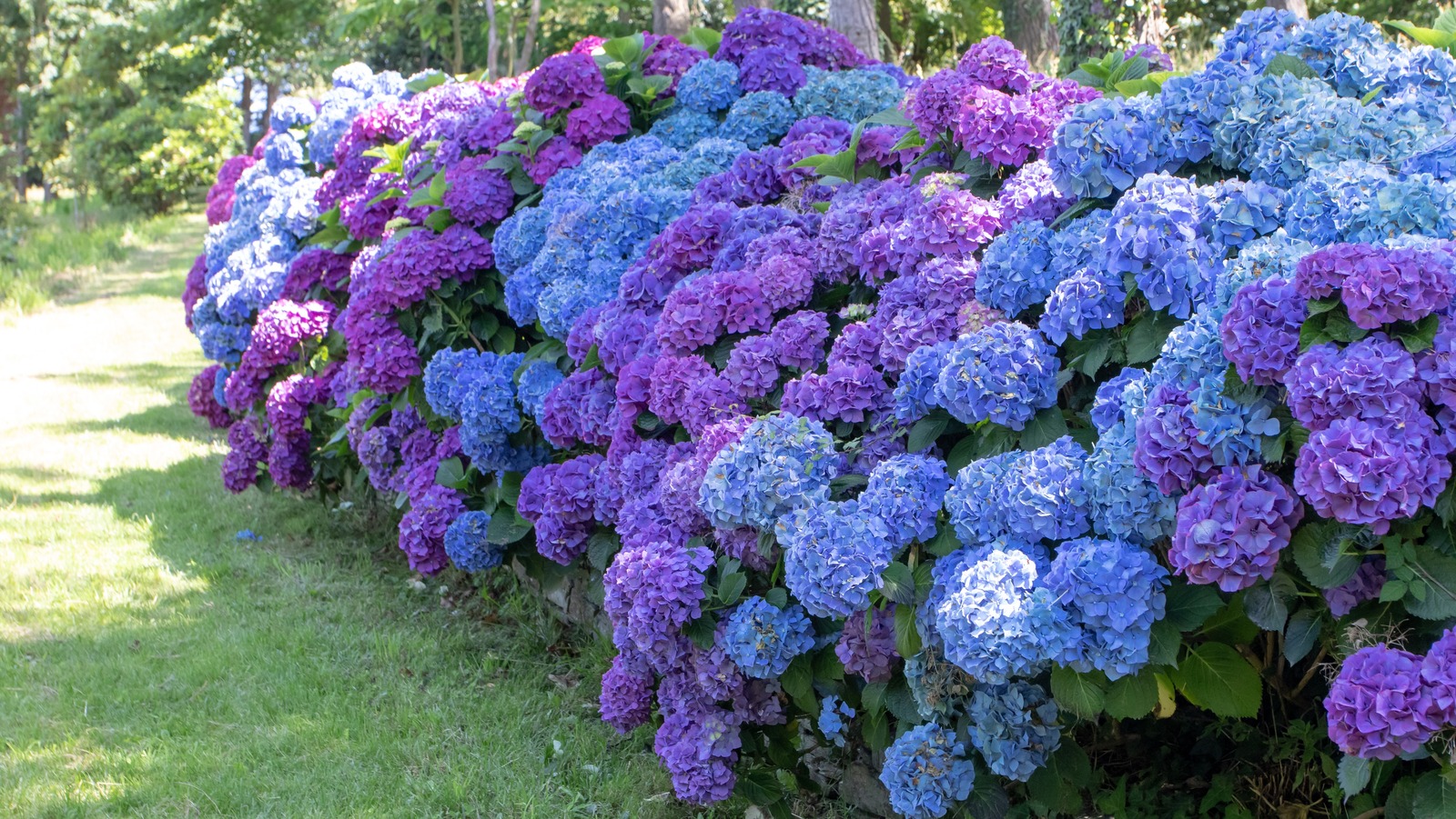 The Old Farmer's Almanac Shares A Smart Tip For Healthier Hydrangeas