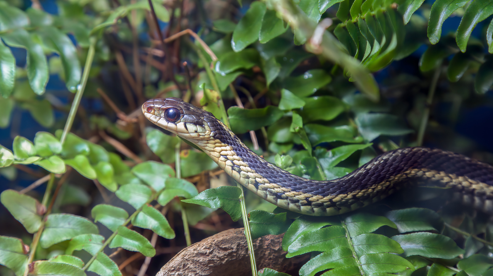 The Popular Garden Plant Snakes Love To Hide In (And What You Can Do ...