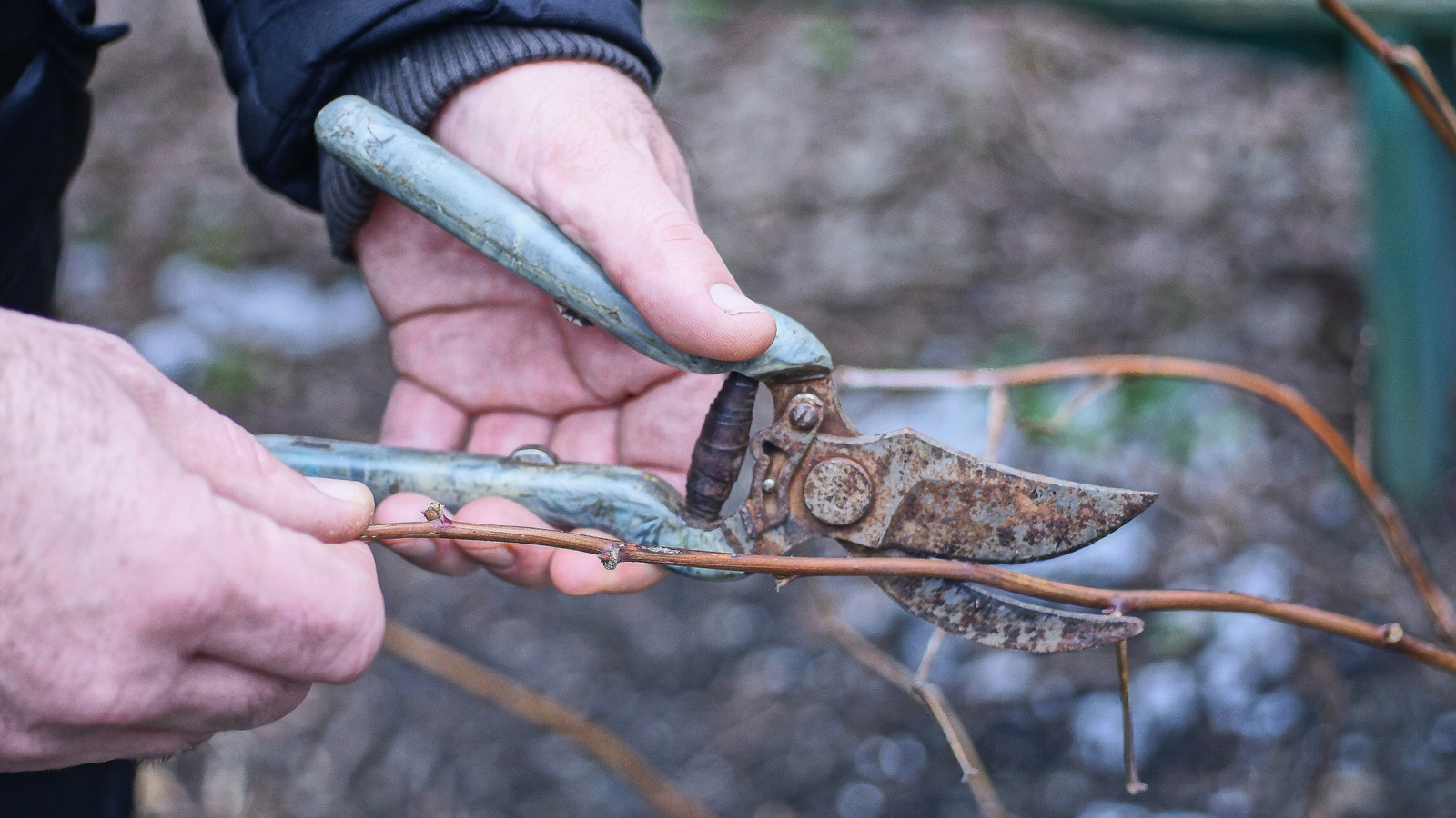 The Right Way To Easily Clean And Sharpen Gardening Shears