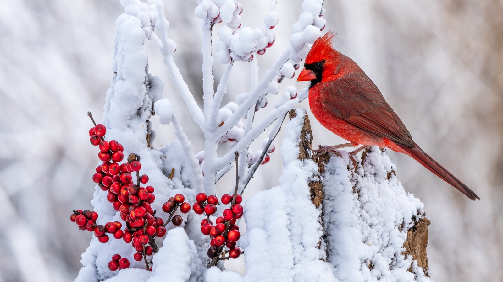 The Stunning Tree That Keeps Birds Coming Back To Visit Throughout Winter
