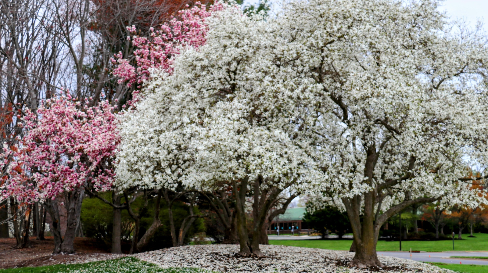 The Stunning Variety Of Flowering Magnolia Tree That Won't Take Over ...