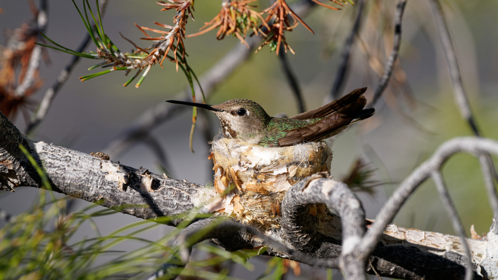 Tips For Spotting A Hummingbird's Nest In The Garden (And What To Do Next)