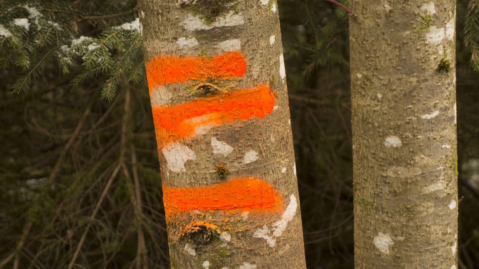 What Does It Mean When A Tree Is Marked With Orange Paint?