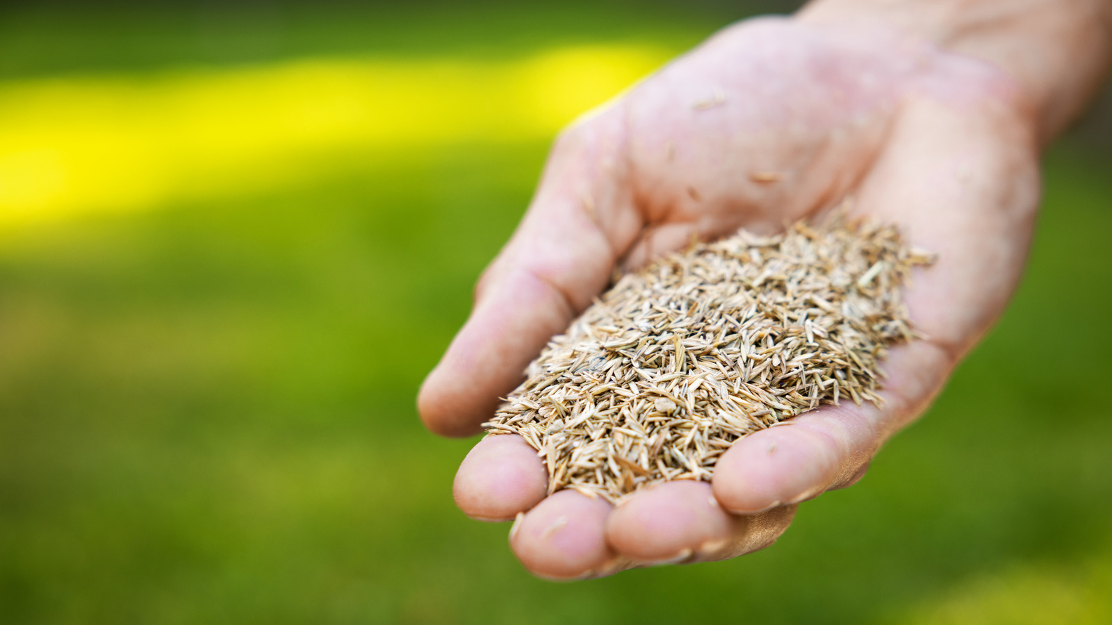 What Happens To Your Lawn When You Sow Grass Seed On Top Of The Soil