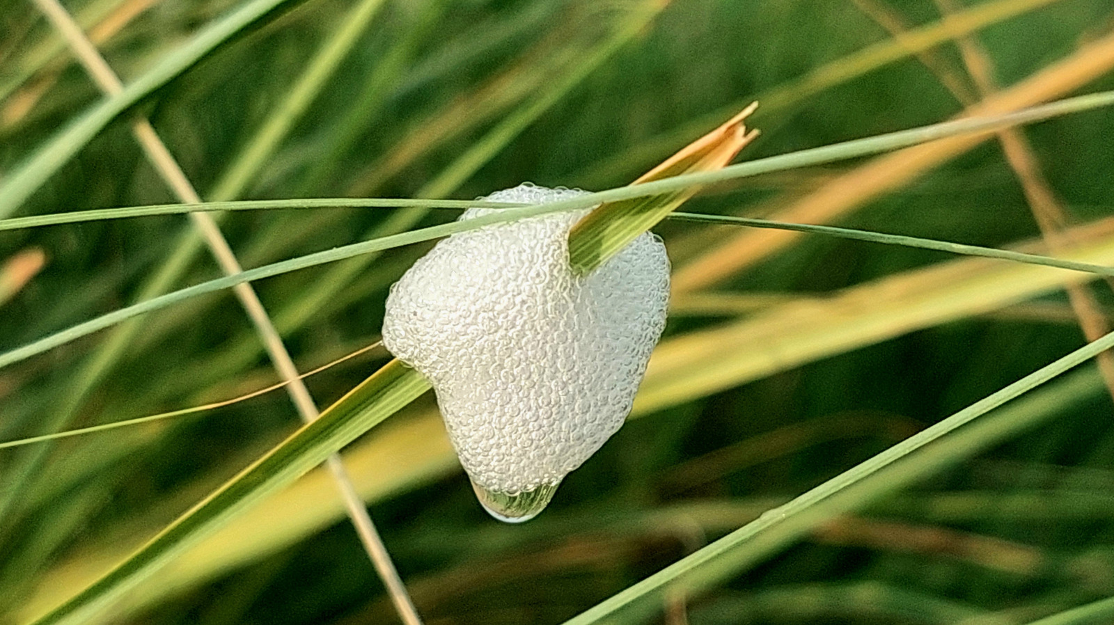 What It Means If You Find Foamy Bubbles On Your Lawn