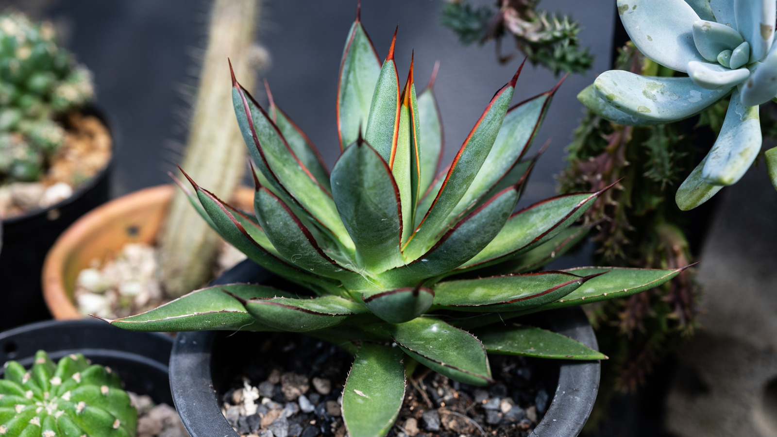 What The Old Farmer's Almanac Suggests To Keep A Potted Agave Thriving