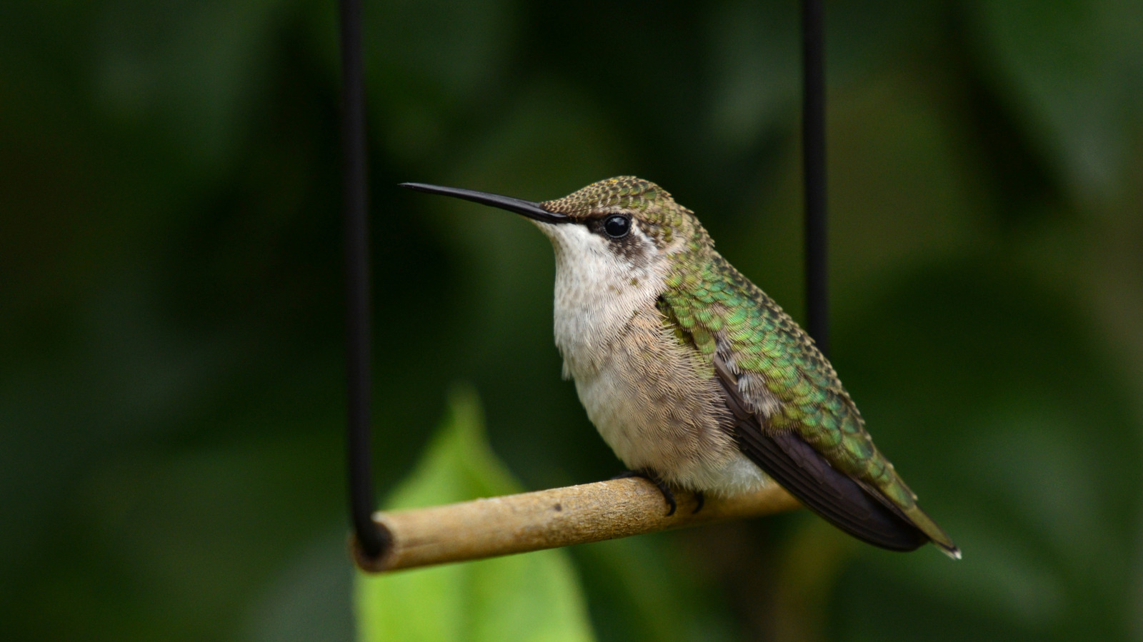 What's The Best Place To Put A Hummingbird Swing To Get More Frequent ...