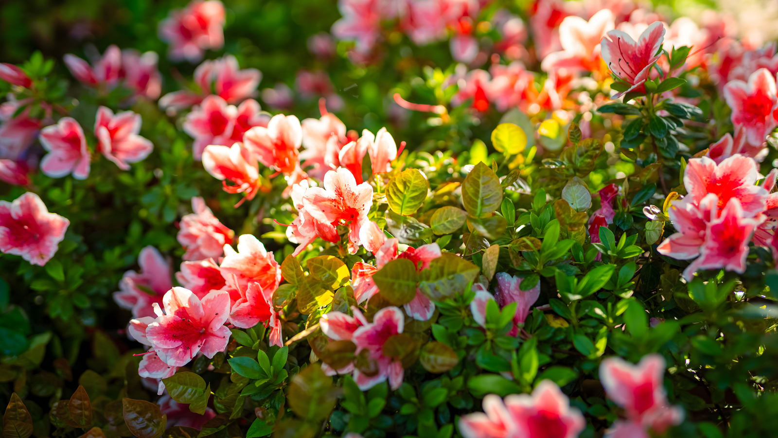 Why It's A Good Idea To Avoid Pruning Azaleas In The Fall (And What ...