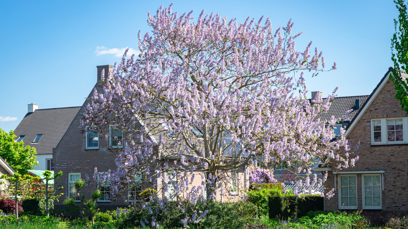 Why Planting An Empress Tree Could Be A Big Mistake