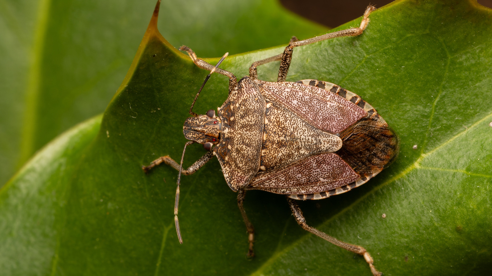 Why Stink Bugs Are Still A Threat To Your Winter Garden (And What To Do ...