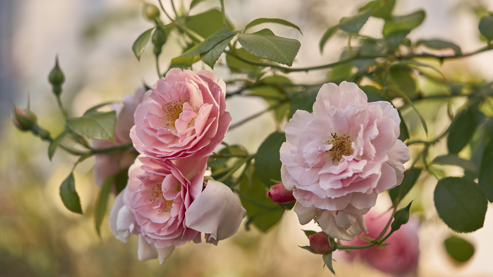 Will Epsom Salt Give Roses Bigger Blooms As The Fall Weather Rolls In?